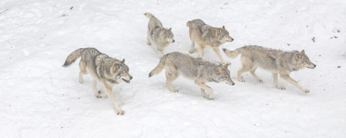 Behre Dolbear - Dolbear